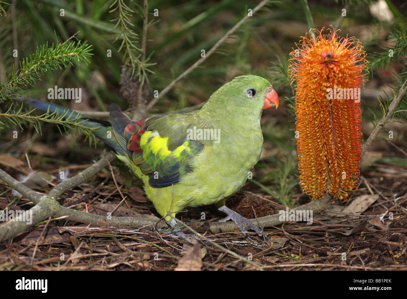 Alexandras hi-res stock photography and images - Alamy