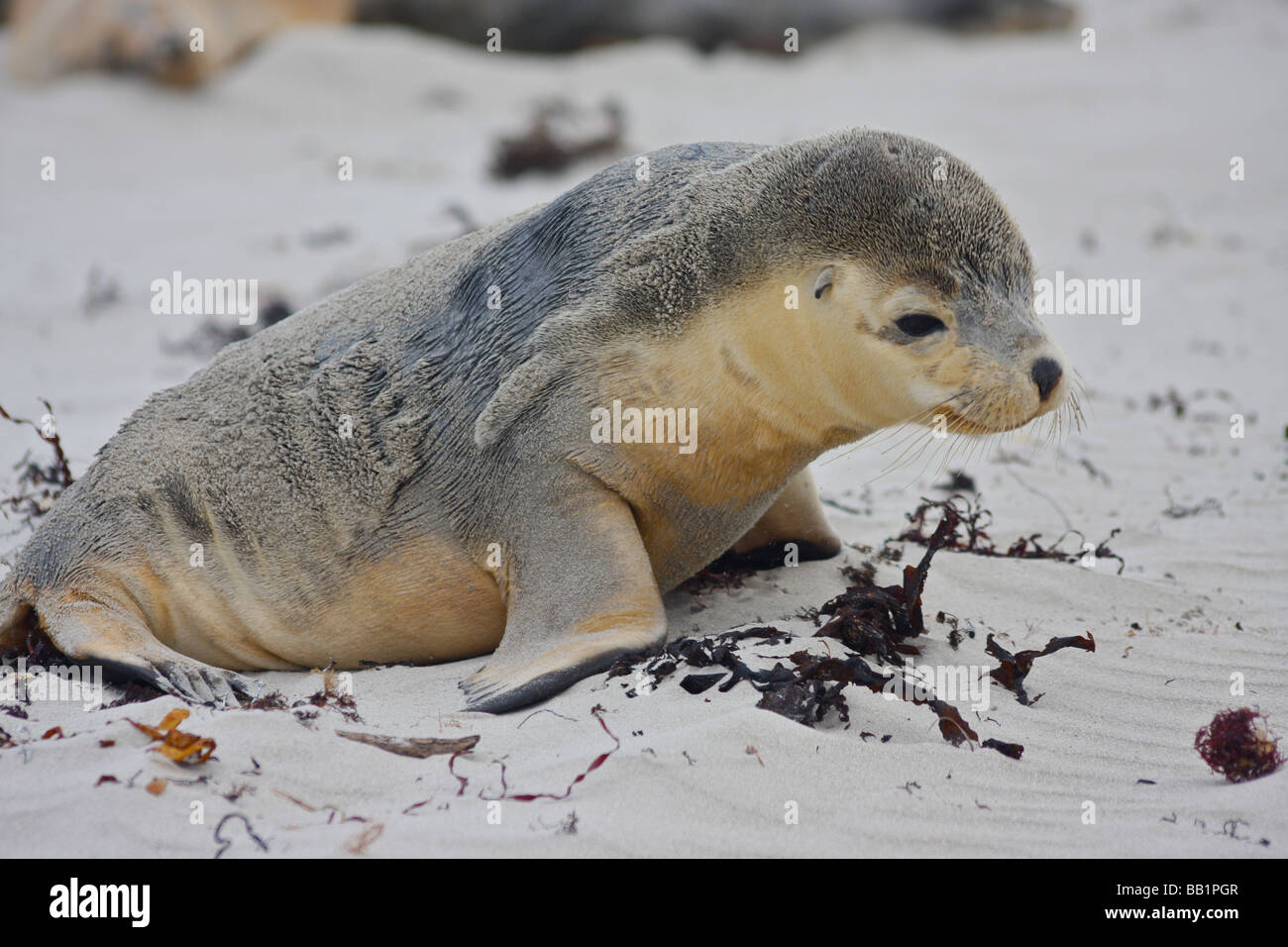 Baby seal hi-res stock photography and images - Alamy