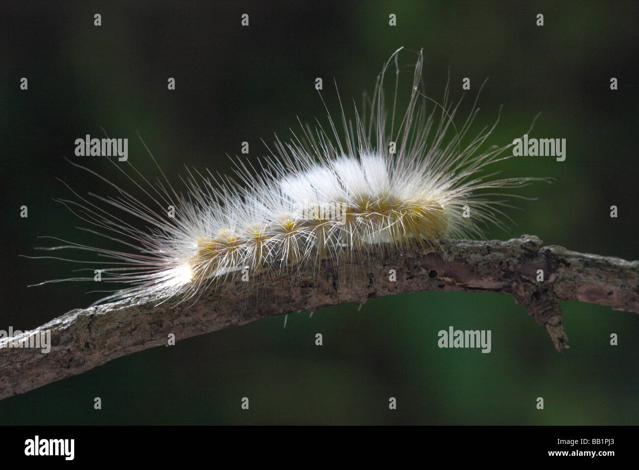 Tussock moth lymantriidae calliteara pura caterpillar Stock Photo - Alamy