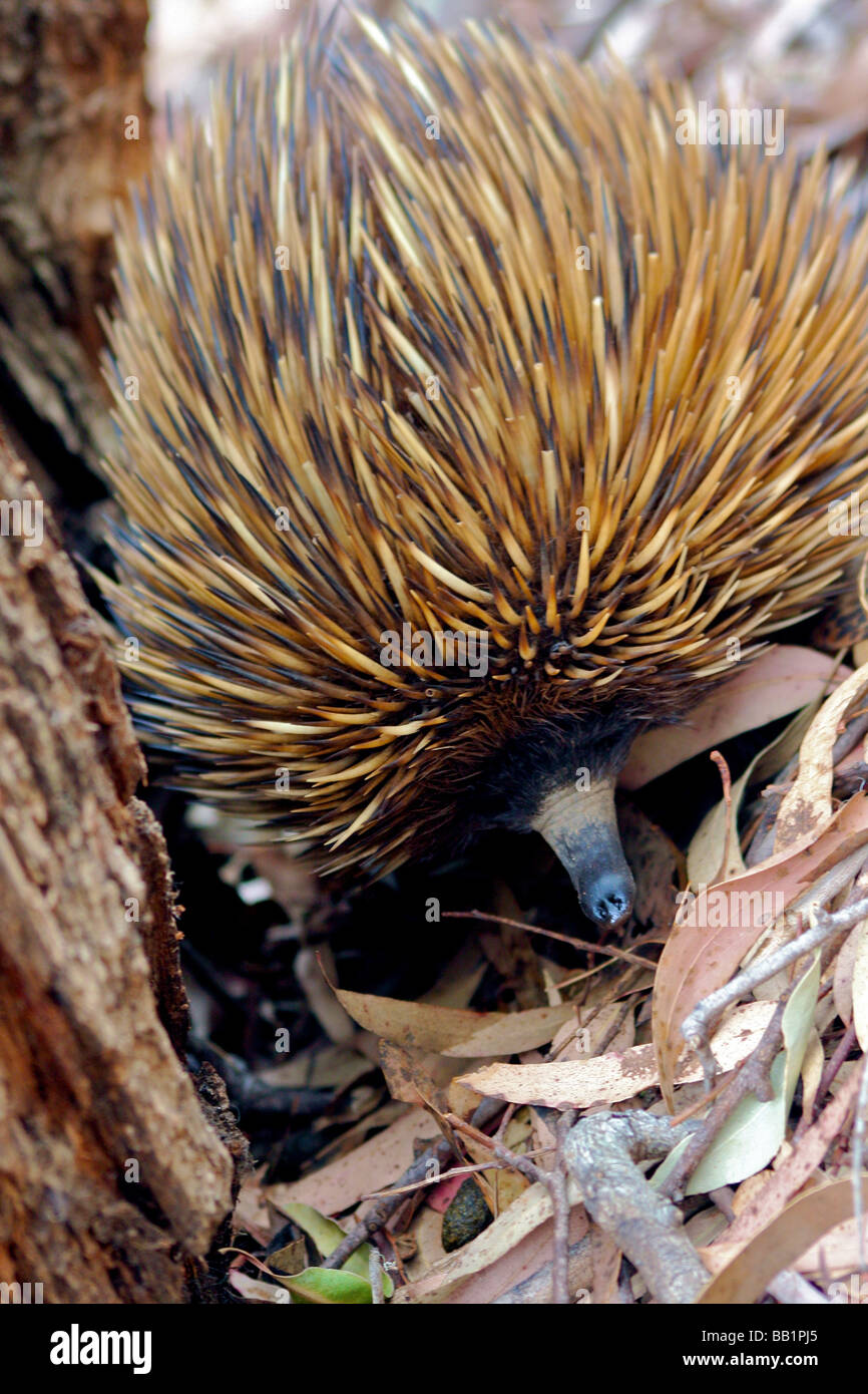 Porcupine island hi-res stock photography and images - Alamy