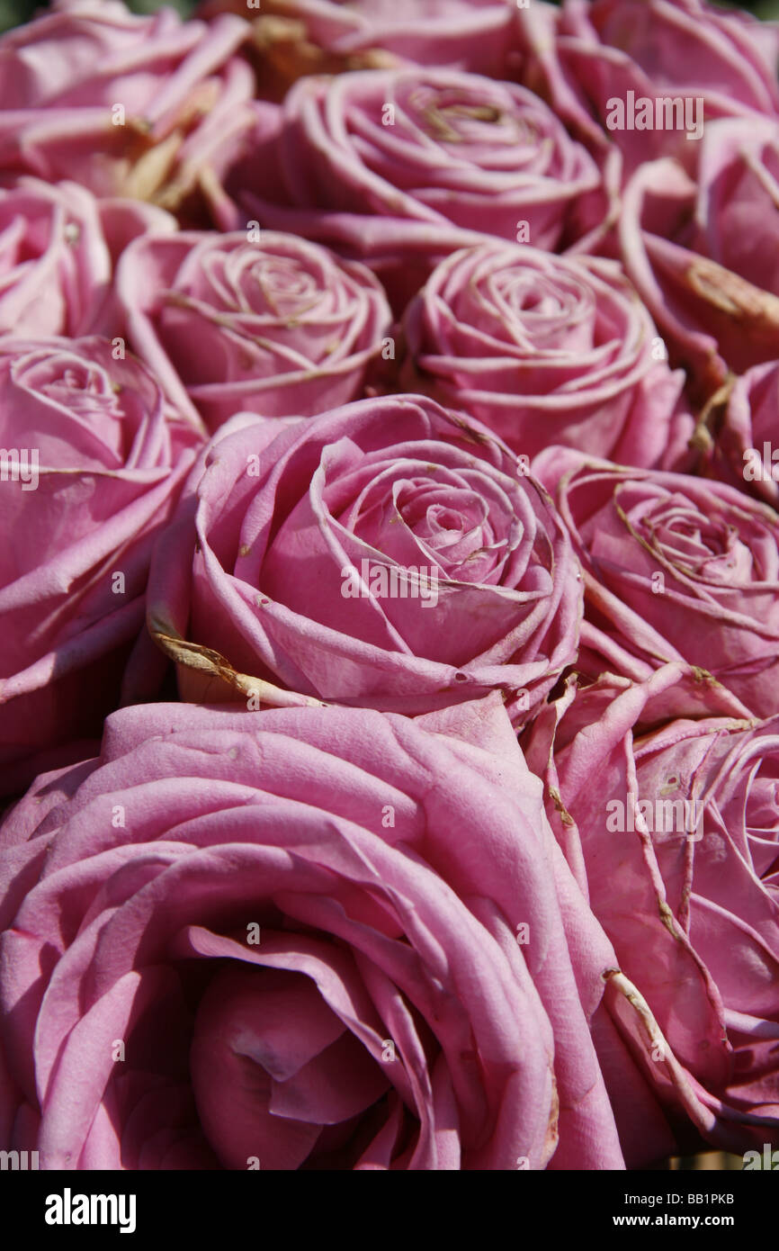detail of bunch of old dead pink roses in sun Stock Photo - Alamy