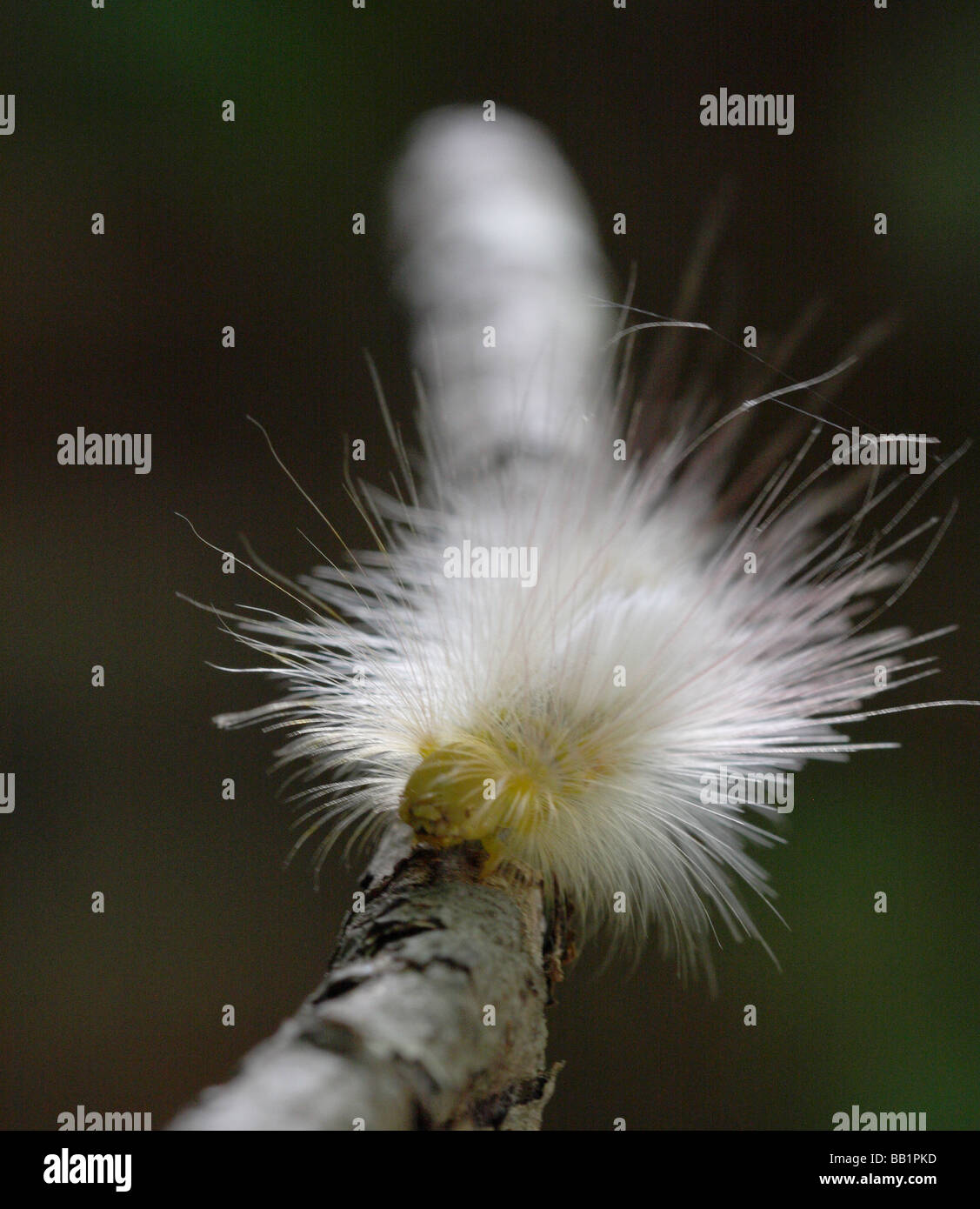 Calliteara pura hi-res stock photography and images - Alamy