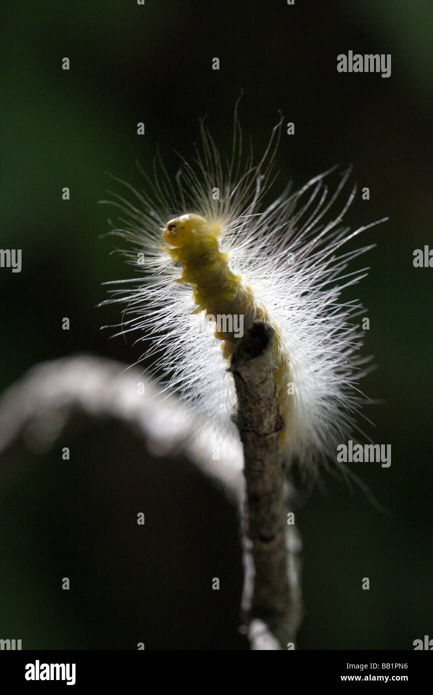 Tussock moth lymantriidae calliteara pura caterpillar Stock Photo - Alamy