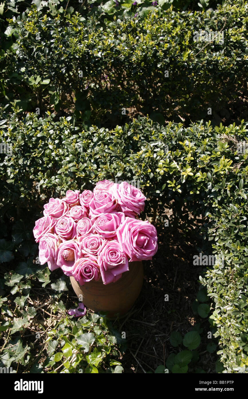 detail of bunch of old dead pink roses in sun Stock Photo - Alamy