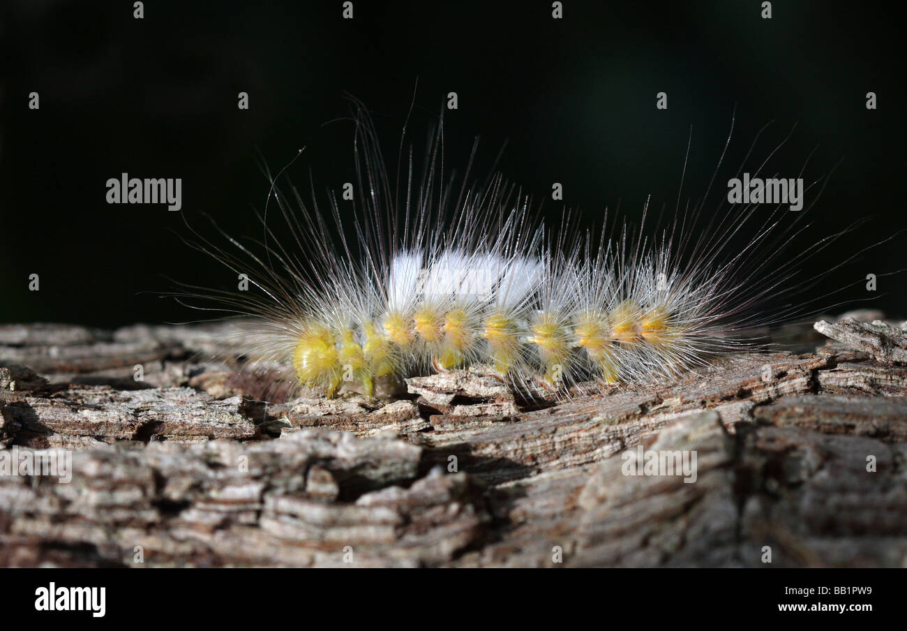 Tussock moth lymantriidae calliteara pura caterpillar Stock Photo - Alamy