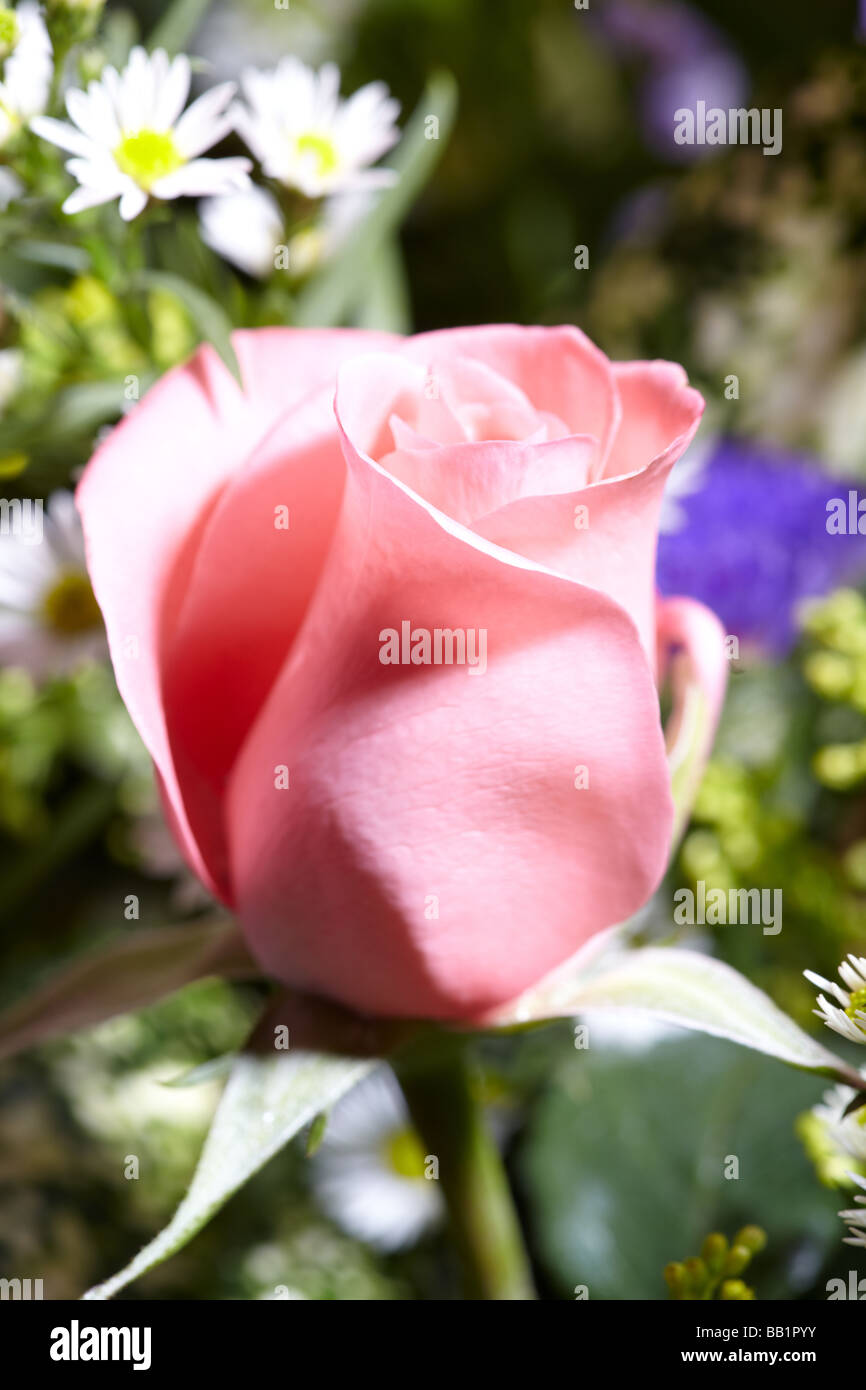 pink rose flower bloom Stock Photo - Alamy