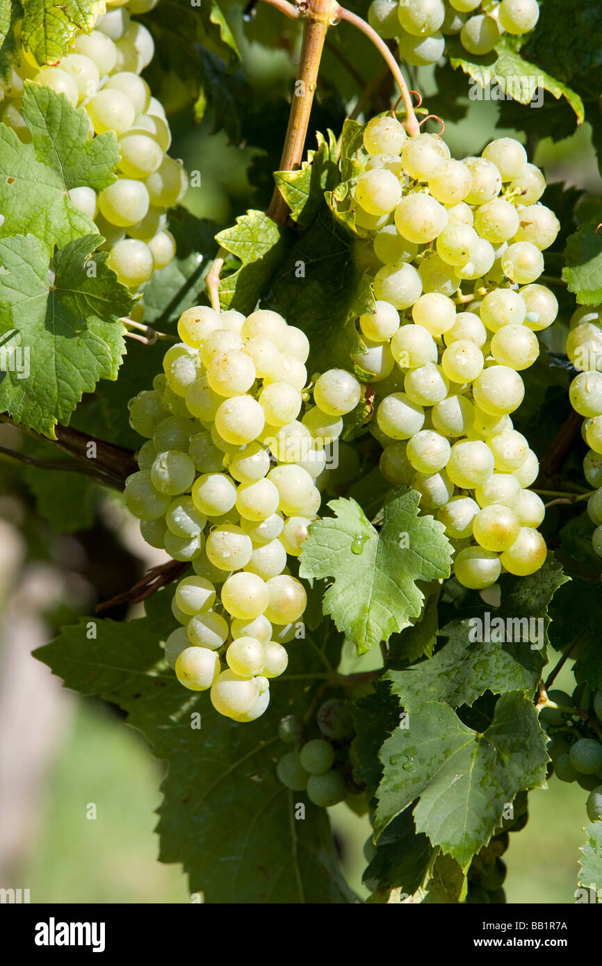 Traveling Croatia; A detail of Croatian grapes Stock Photo - Alamy