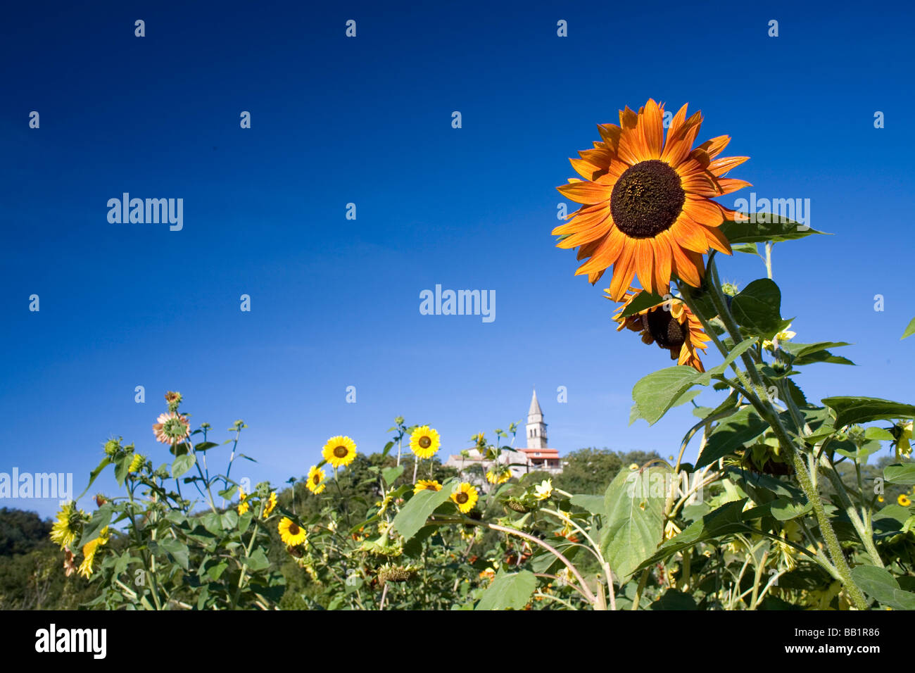 Traveling Croatia; Sunflowers in a field in front of the medieval ...