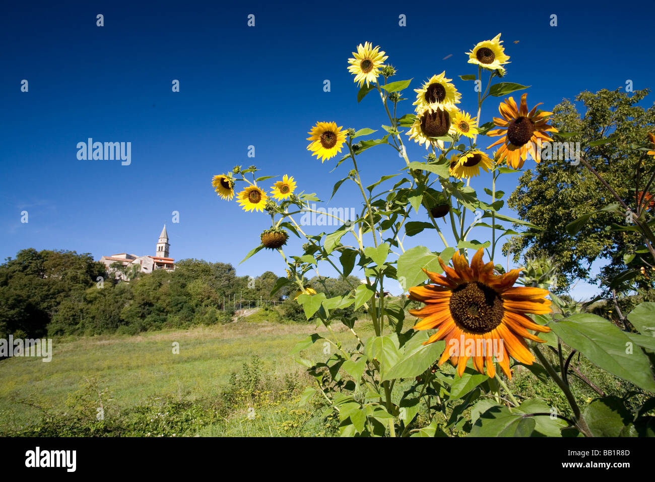 Traveling Croatia; Sunflowers in a field in front of the medieval ...