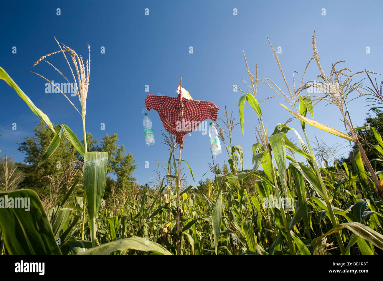 Scarecrow in corn field hi-res stock photography and images - Alamy