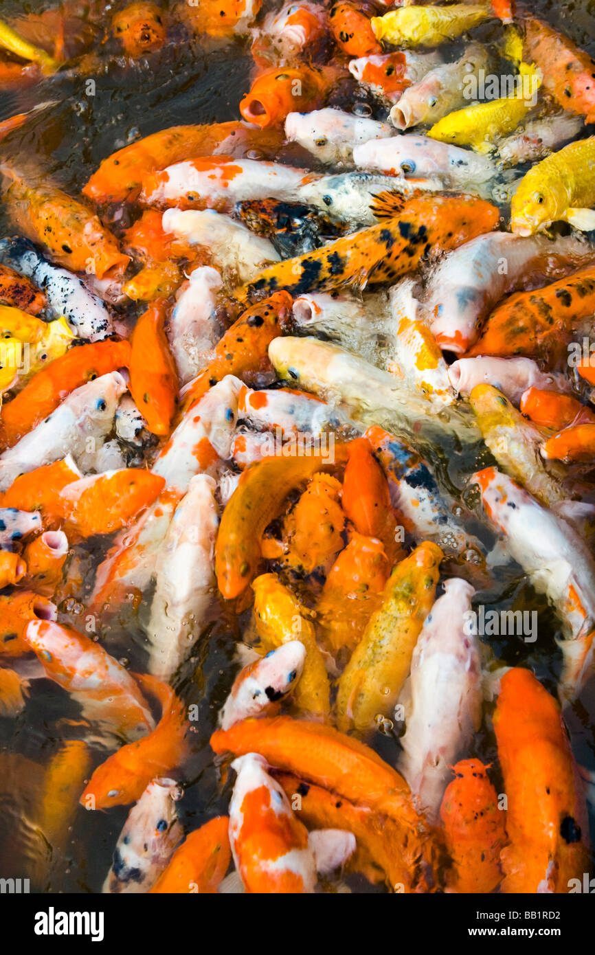Chinese goldfish hi-res stock photography and images - Alamy