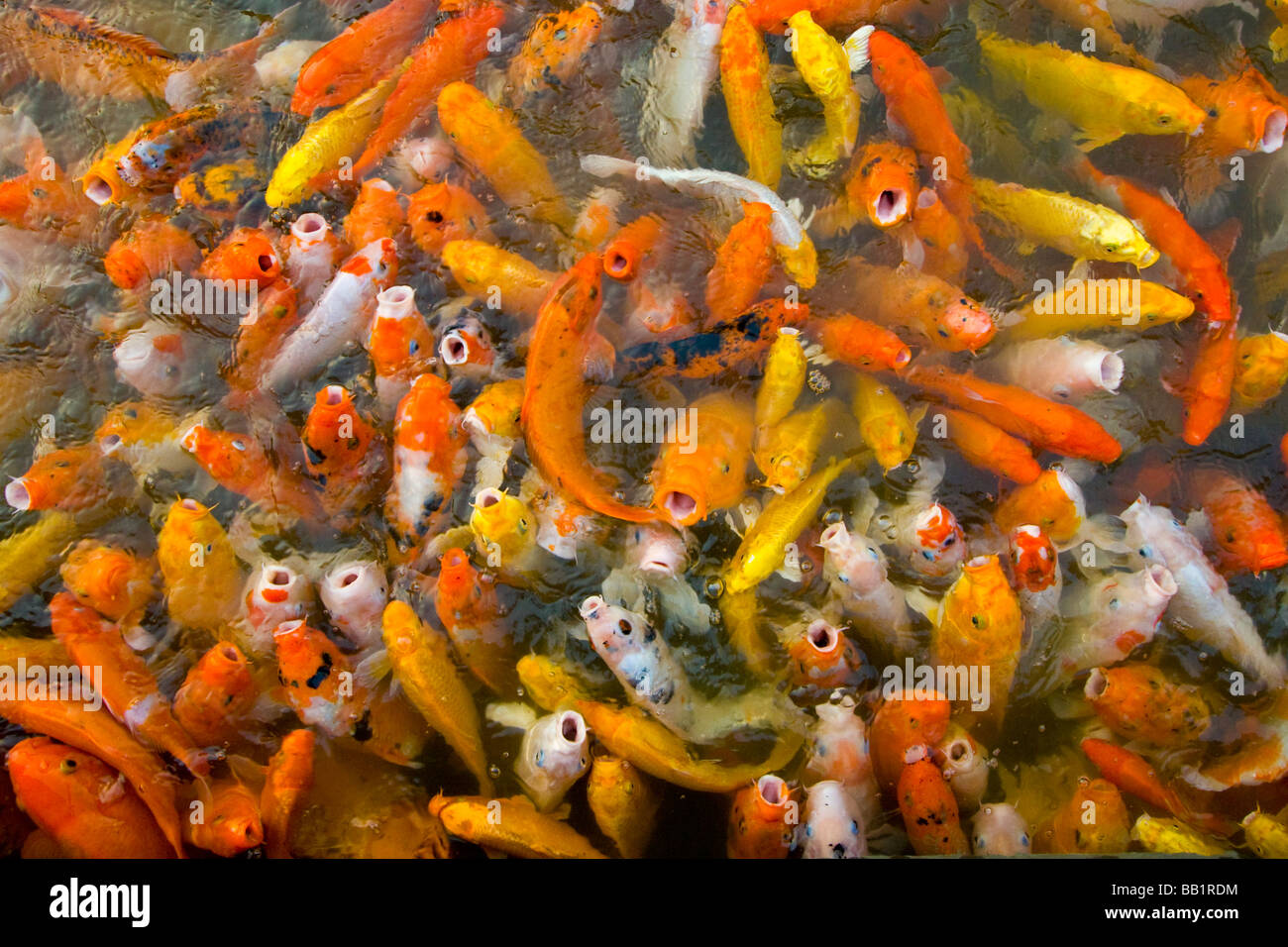 Chinese goldfish hi-res stock photography and images - Alamy
