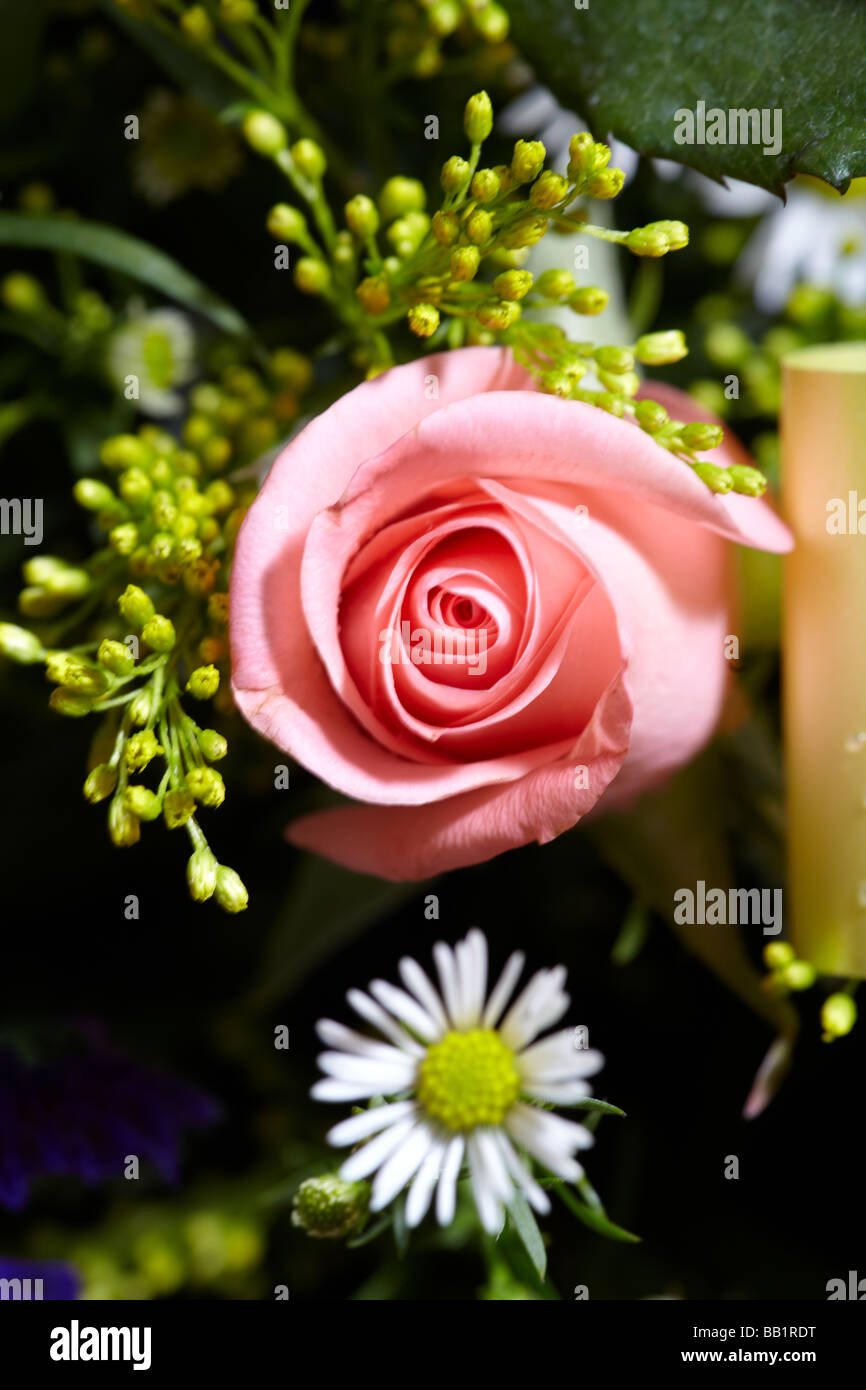 pink rose flower bloom Stock Photo - Alamy