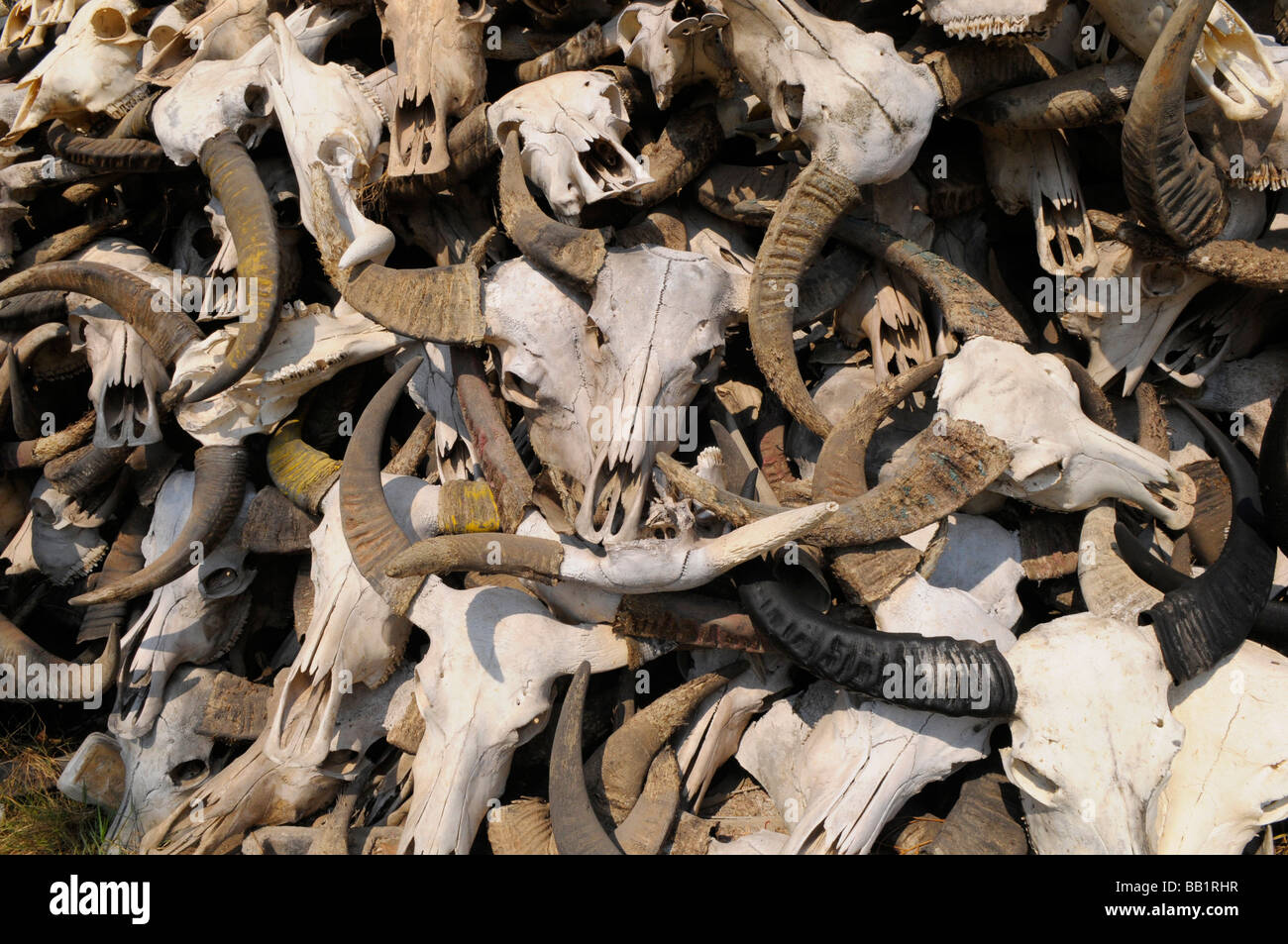 Buffalo skull pile hi-res stock photography and images - Alamy