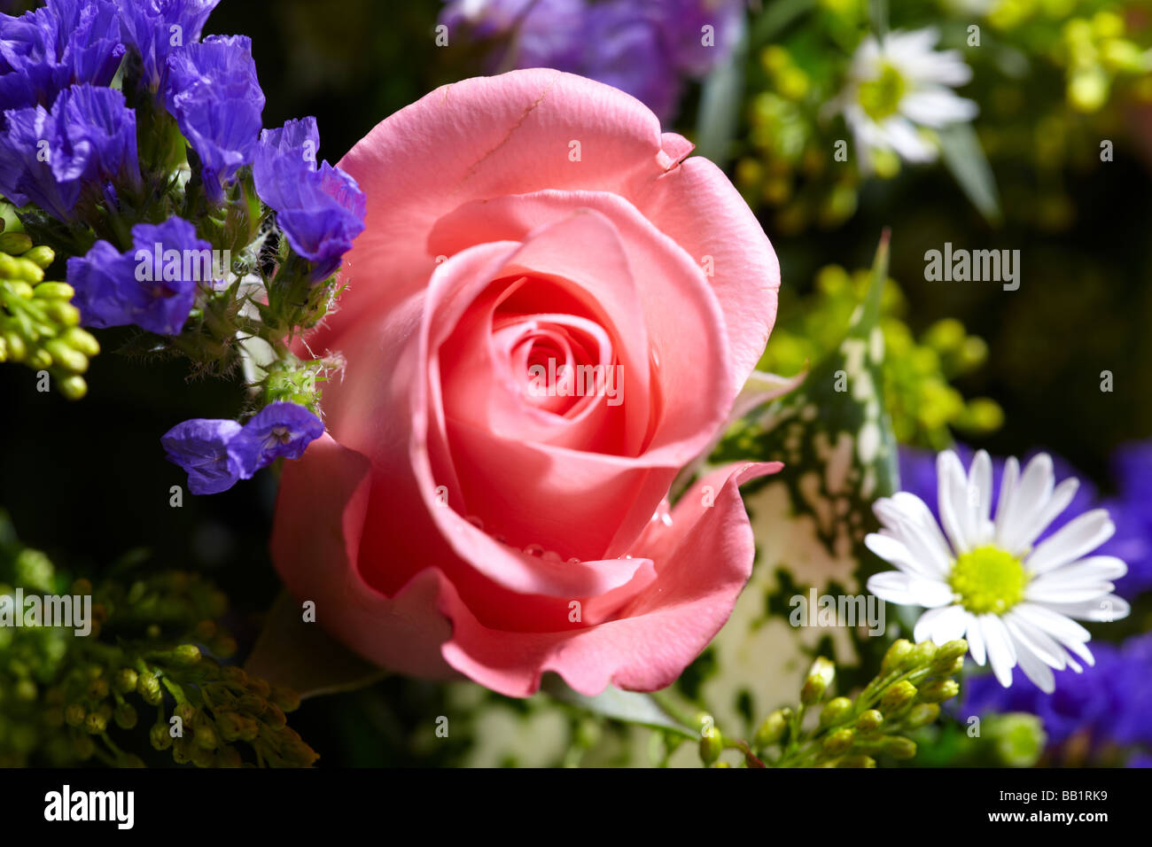 pink rose flower bloom Stock Photo - Alamy