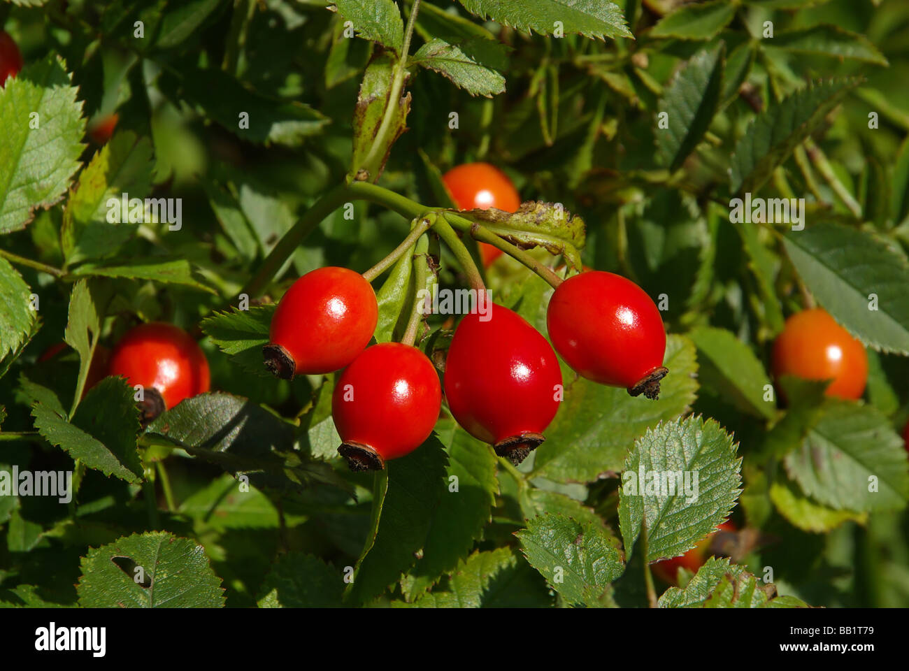 Hagebutte hip 06 Stock Photo - Alamy