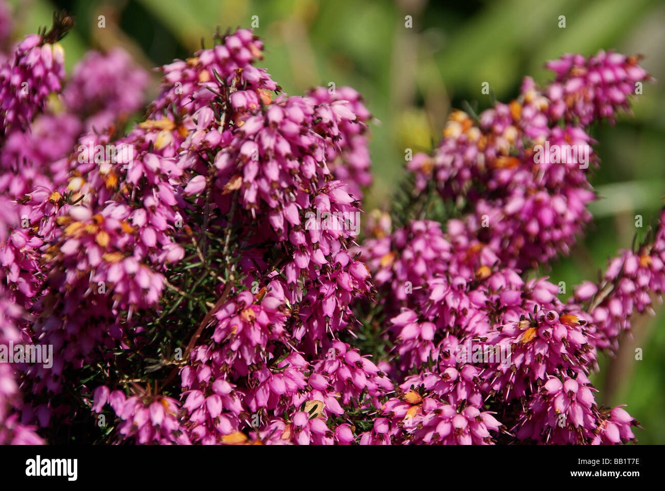 Heidekraut rosa pink hi-res stock photography and images - Alamy