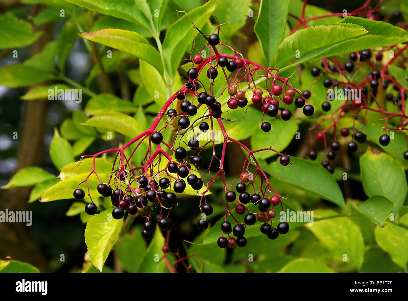 Holunder 03 sverbessert Stock Photo - Alamy