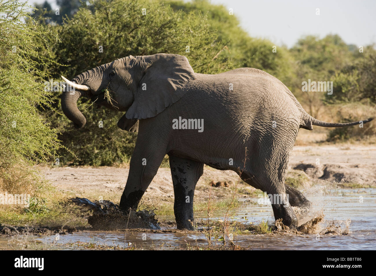 Stop action close up wild African elephant running across river ...