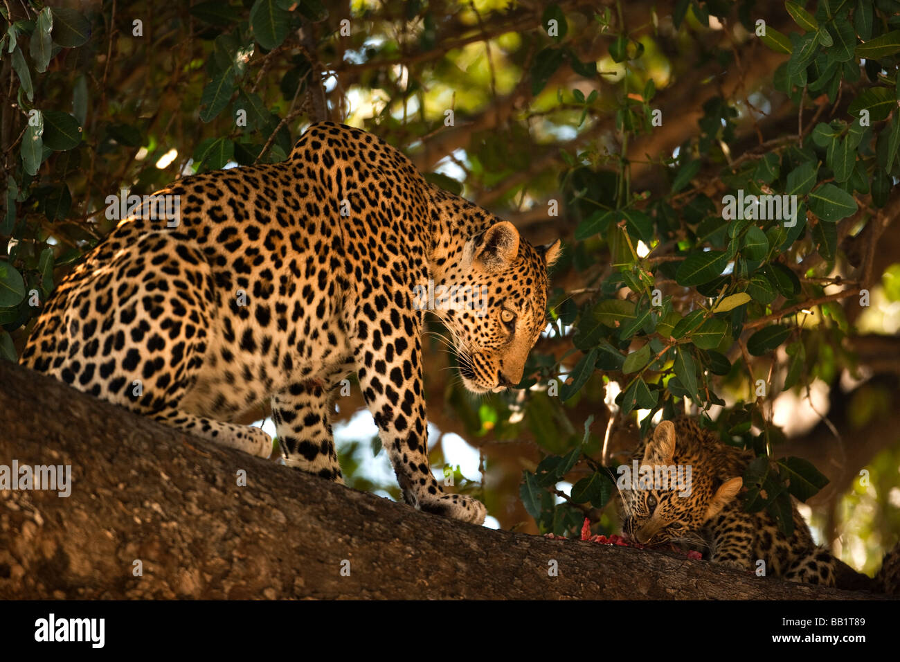 Golden light on wild African leopards, Panthera Pardus, Mother and Cub ...