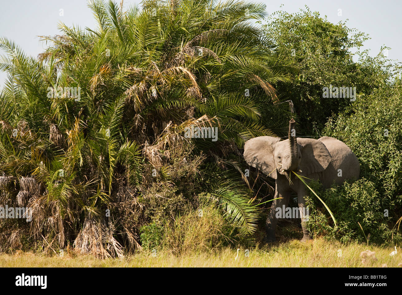 Elephant trunk ears raised hi-res stock photography and images - Alamy