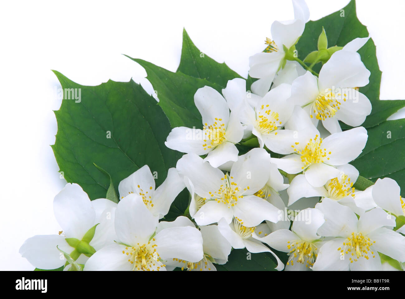 Jasmine flower hi-res stock photography and images - Alamy