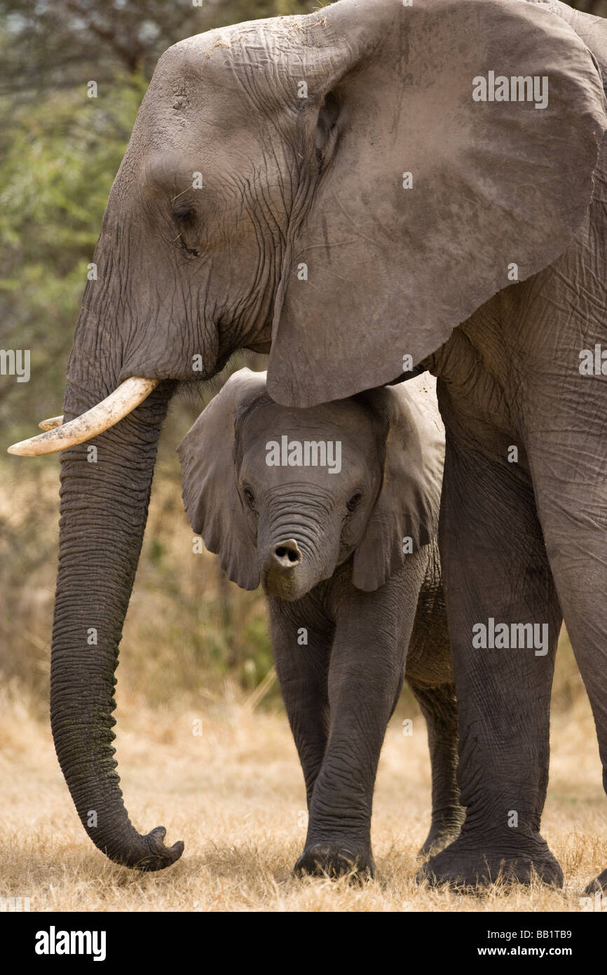 Close up mother and baby elephants standing together cute little calf ...