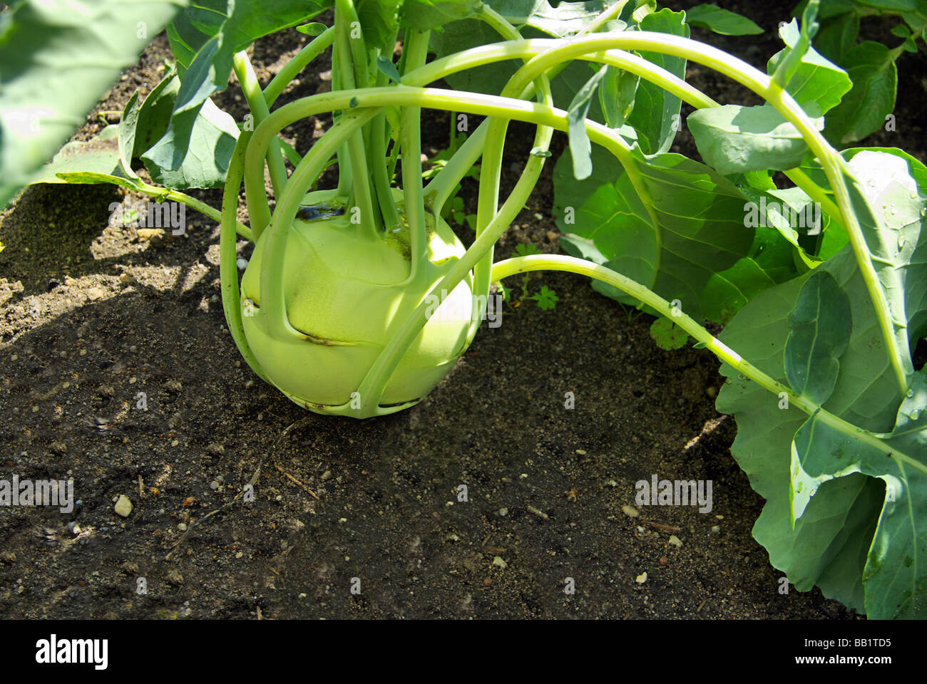 Turnip cabbage hi-res stock photography and images - Alamy