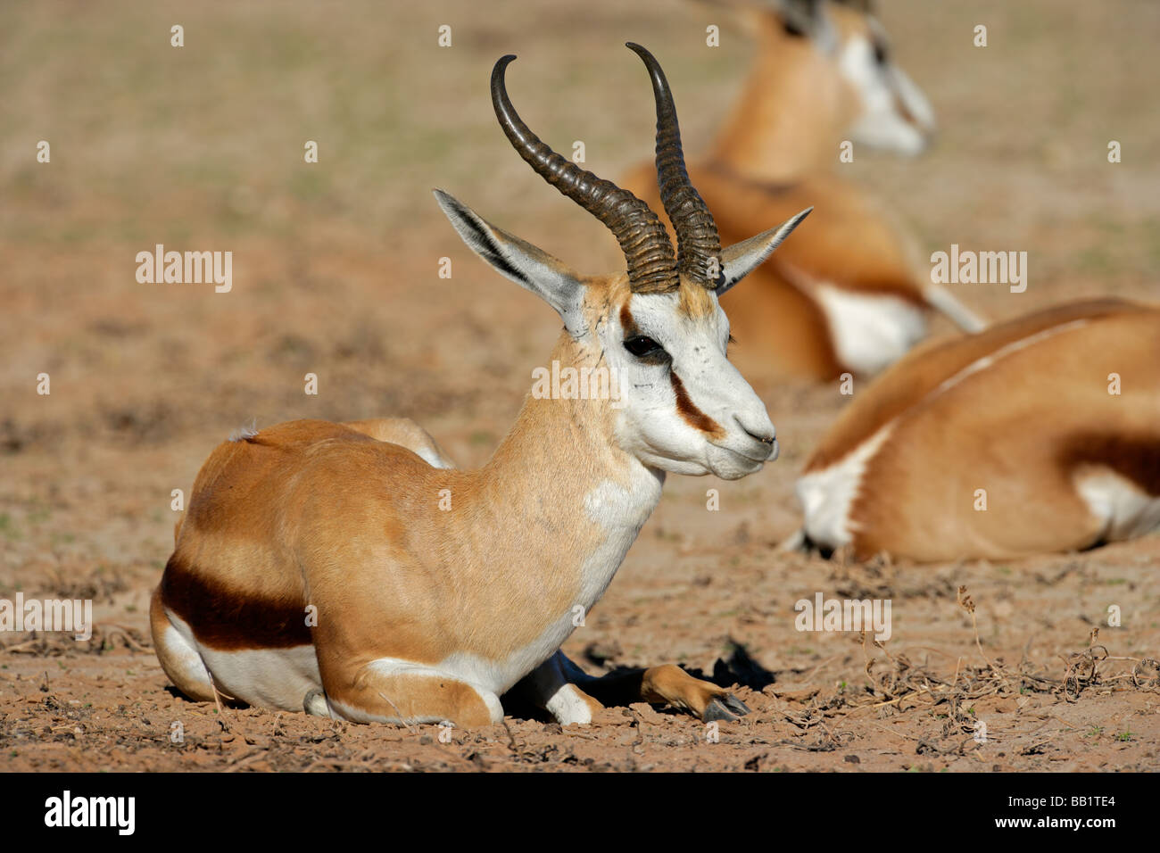 A springbok antelope (Antidorcas marsupialis), Kalahari desert, South ...
