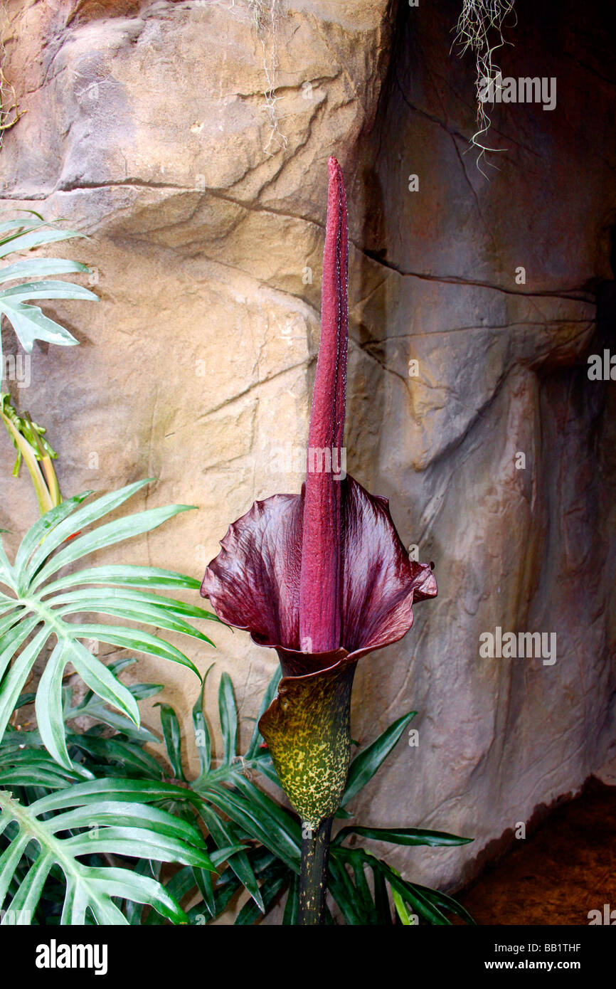 AMORPHOPHALLUS RIVIERI. KONJAC. DEVILS TONGUE. SNAKE PALM. UMBRELLA ...