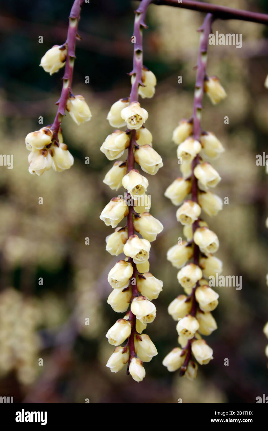 THE FLOWERS OF STACHYURUS CHINENSIS Stock Photo - Alamy