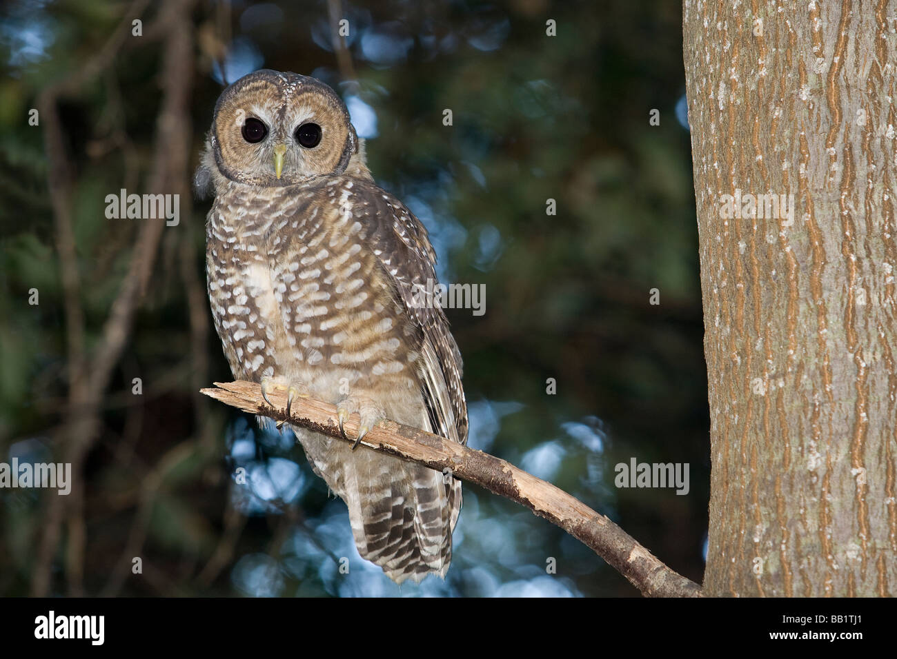 Northern Spotted Owls High Resolution Stock Photography and Images - Alamy