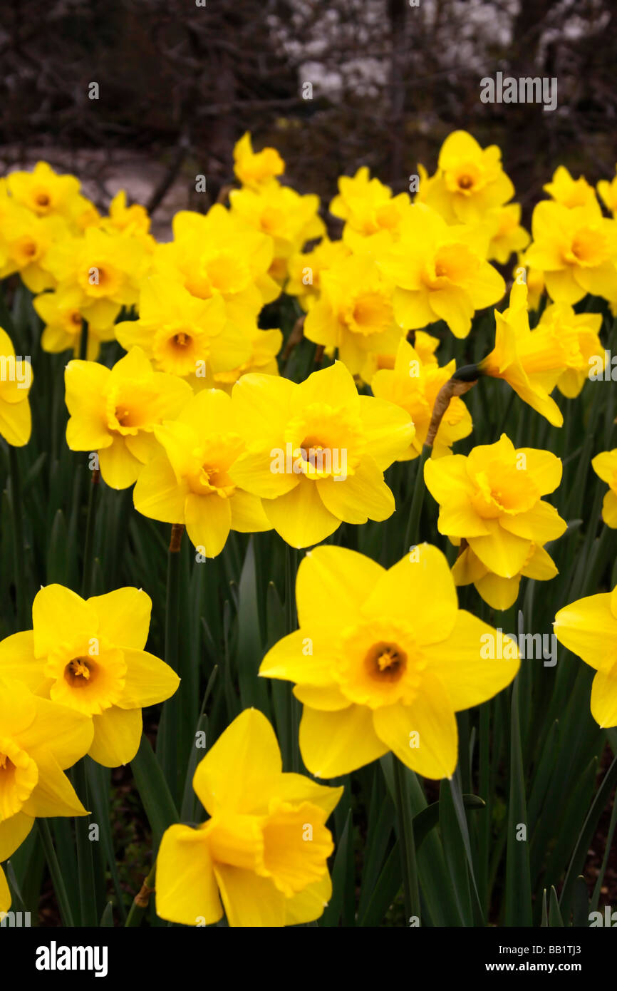 NARCISSUS DAFFODIL DUTCH MASTER Stock Photo - Alamy
