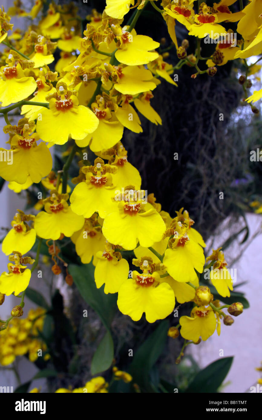 ONCIDIUM HYBRID ORCHID Stock Photo - Alamy
