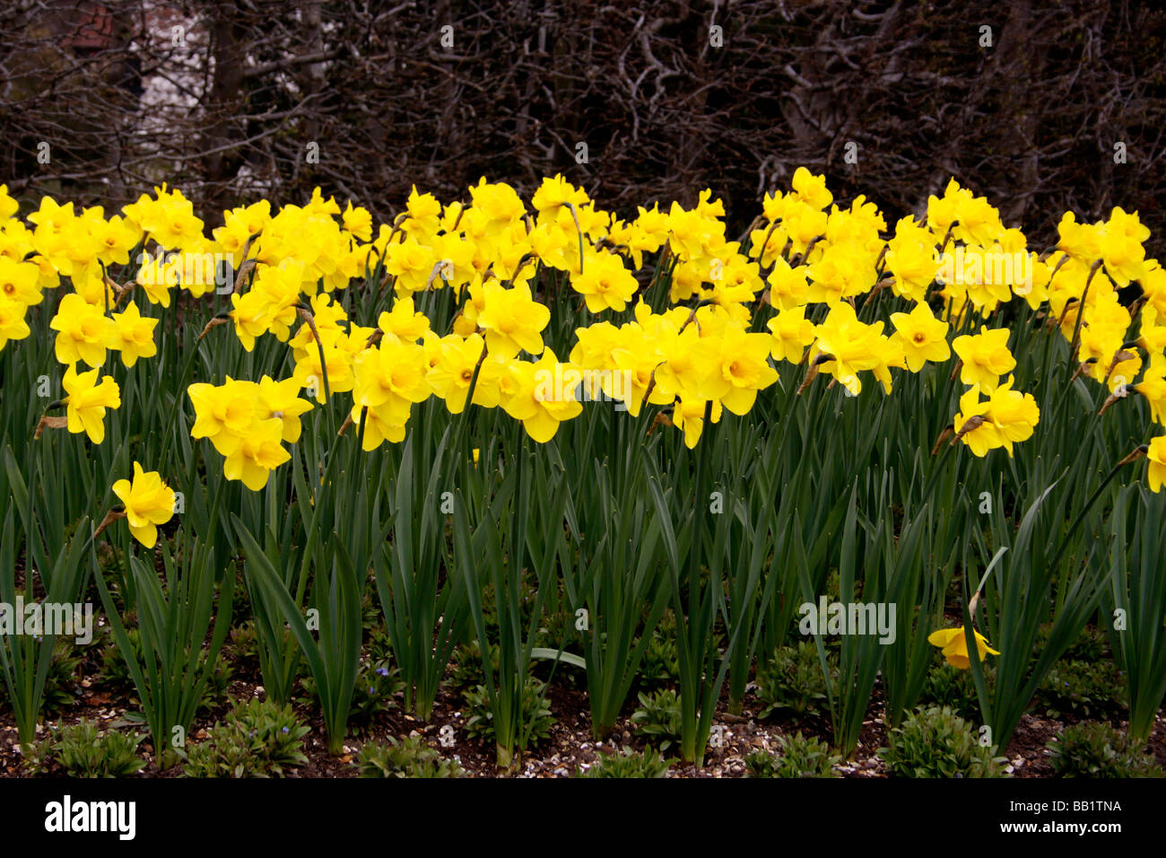 Dutch Master Daffodil