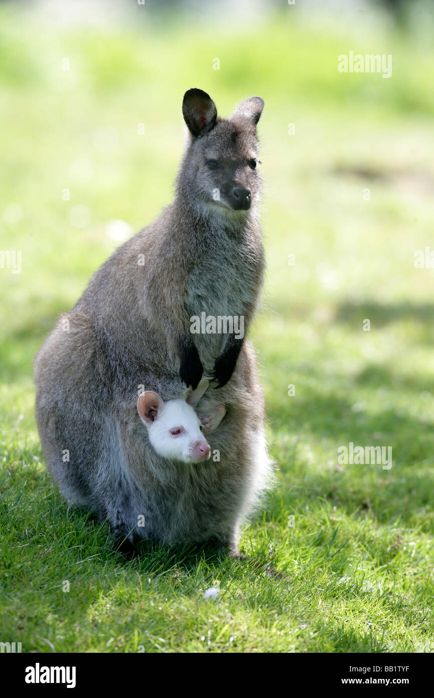 Baby wallaby with mum hi-res stock photography and images - Alamy