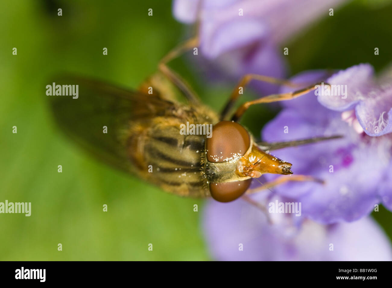 Rhinga campestris hoverfly feeding from a purple Bugle (Ajuga reptans) flower Stock Photo - Alamy