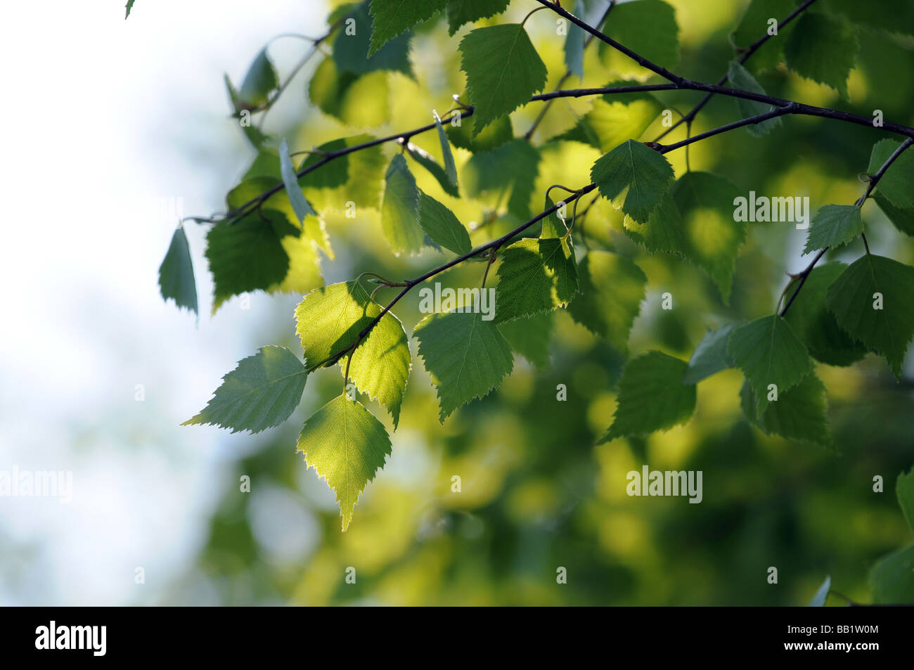 Birch tree leaves hi-res stock photography and images - Alamy