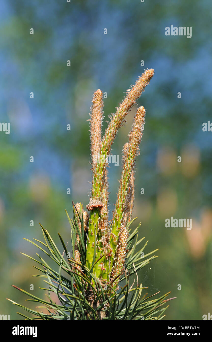 Photography of pinetree hi-res stock photography and images - Alamy