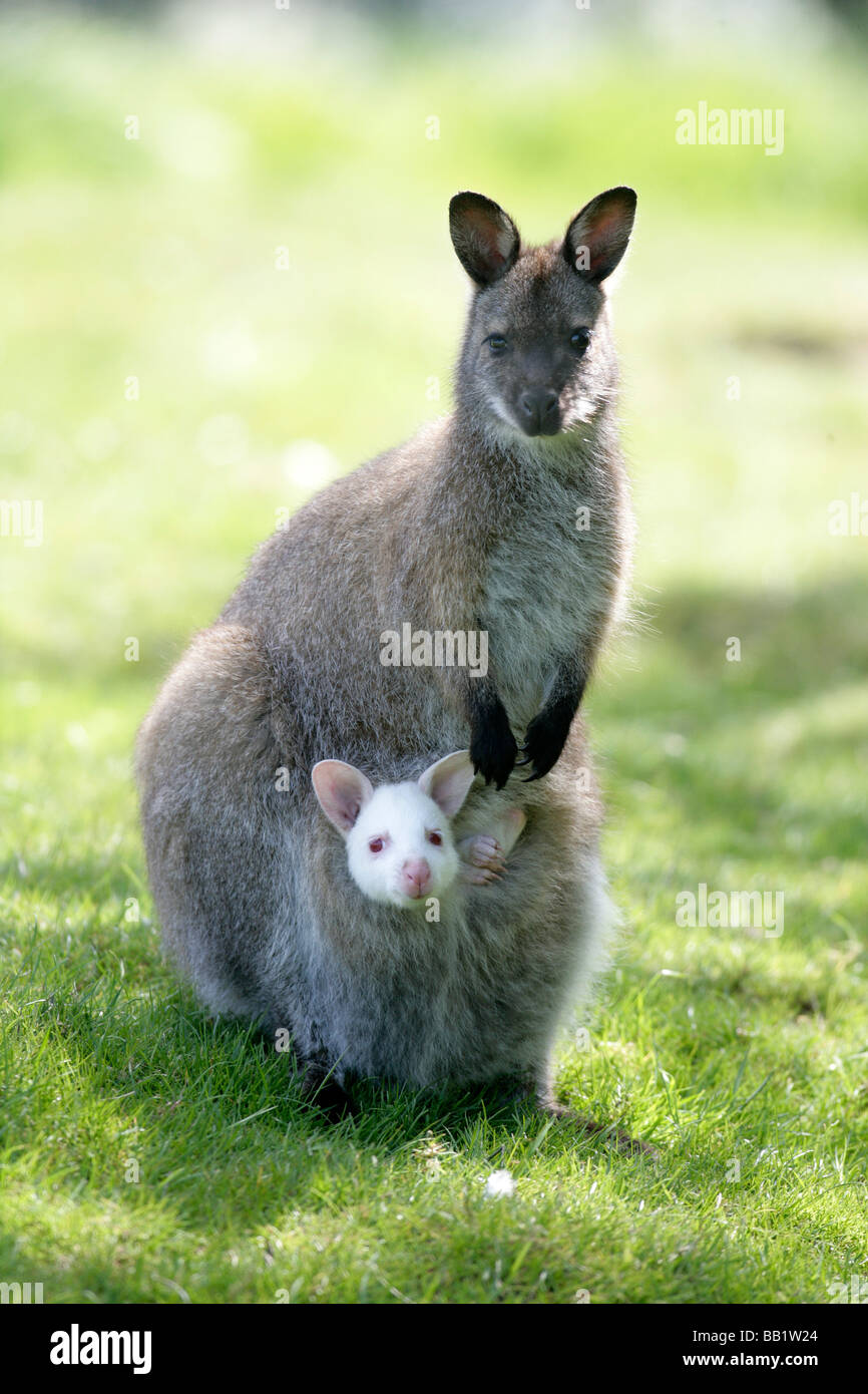 Baby Wallaby In Pouch