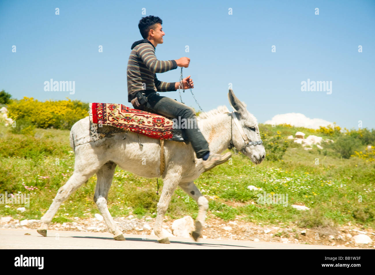 Israel West Bank Palestine Samaria Dotan Valley Young Palestinian on a ...
