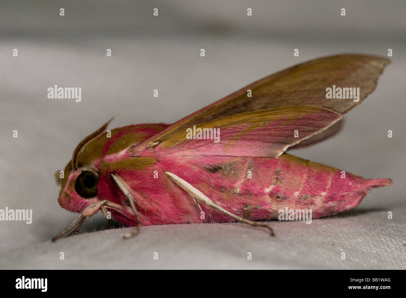 Elephant Hawk Moth Stock Photo - Alamy