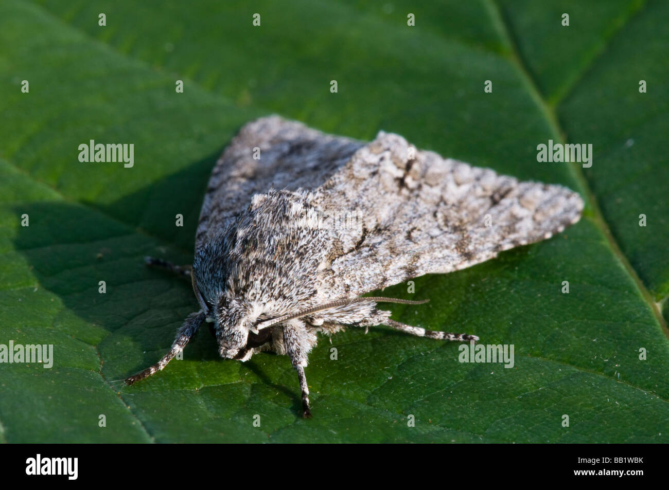 The sycamore moth hi-res stock photography and images - Alamy