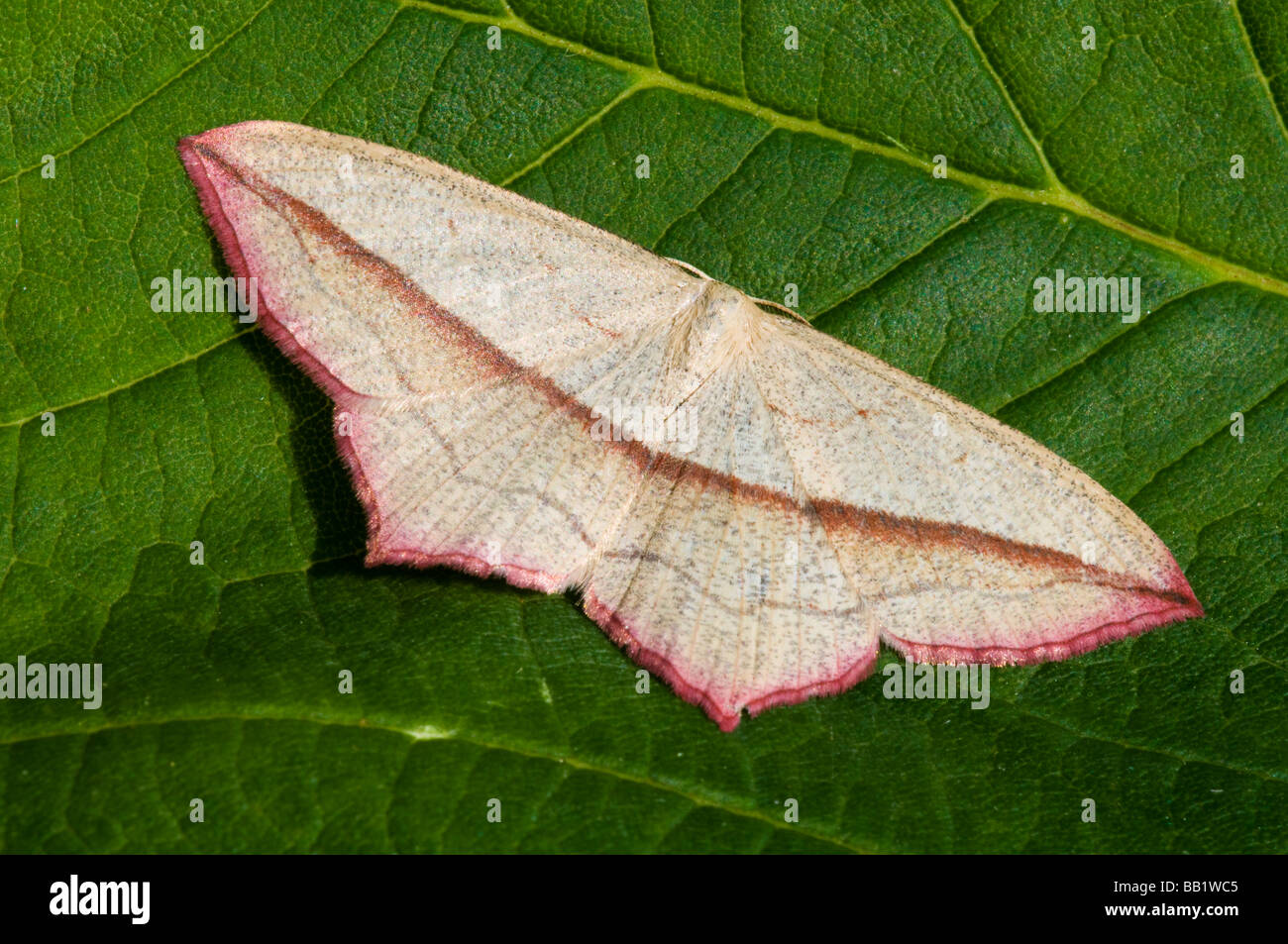 Blood vein moth hi-res stock photography and images - Alamy