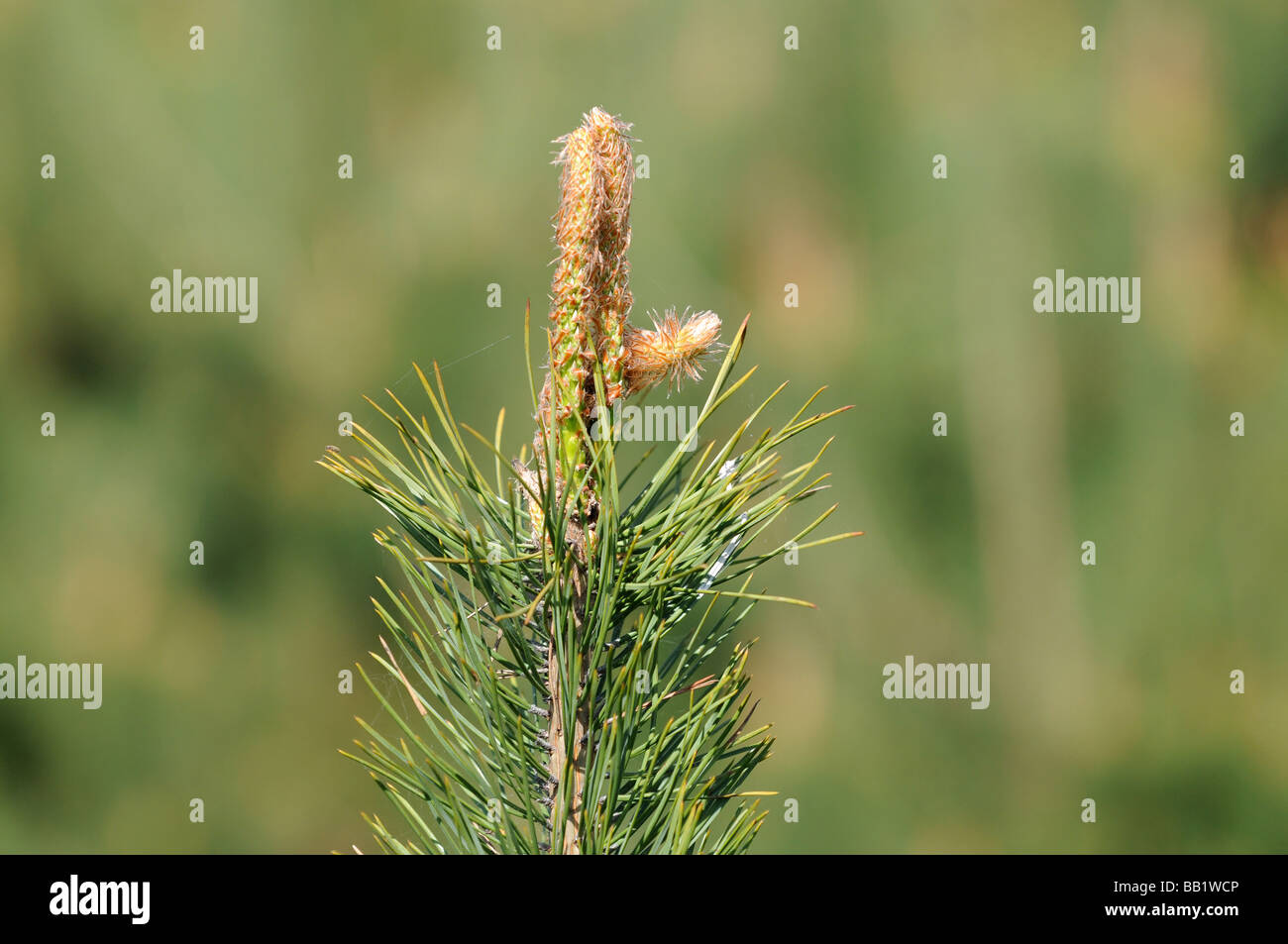 Photography of pinetree hi-res stock photography and images - Alamy