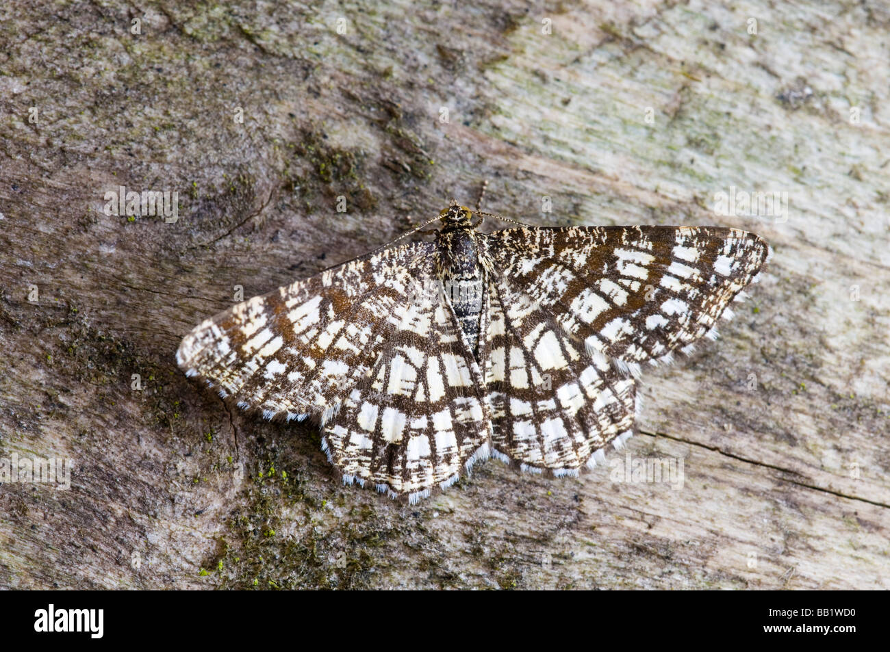Latticed Heath Moth High Resolution Stock Photography and Images - Alamy