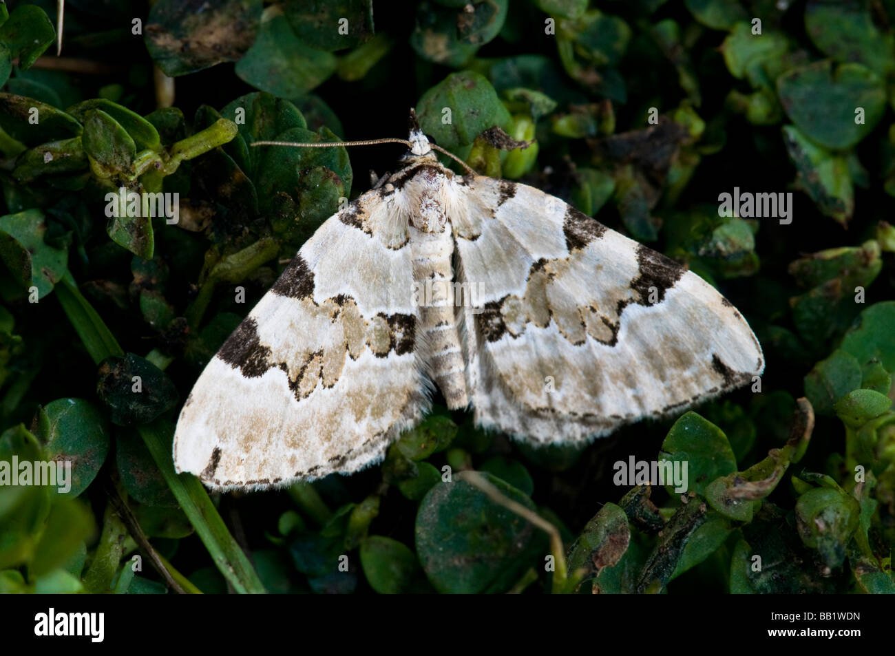 Silver Ground Carpet Moth Stock Photos & Silver Ground Carpet Moth ...