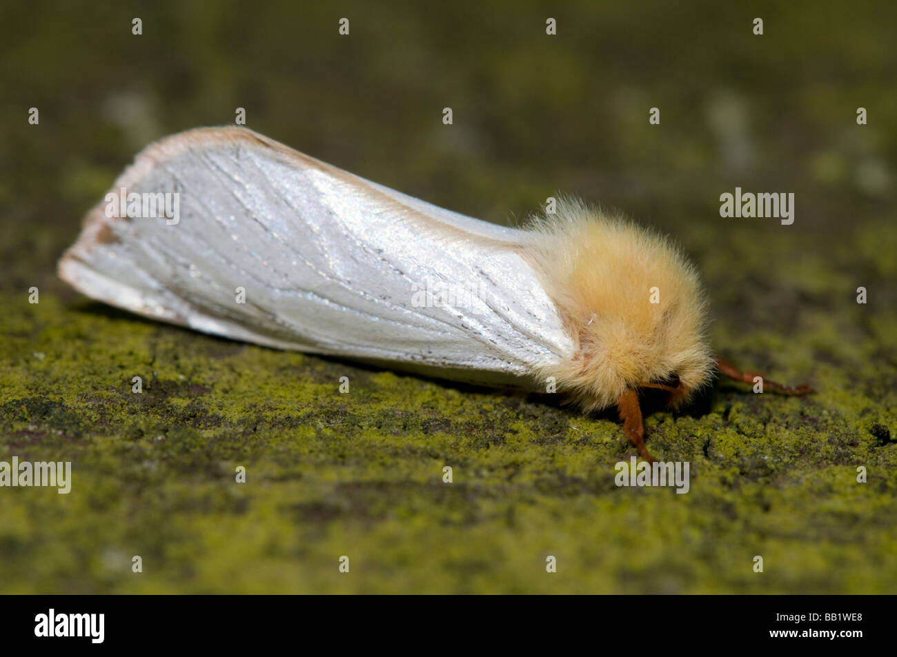 Ghost moth hi-res stock photography and images - Alamy