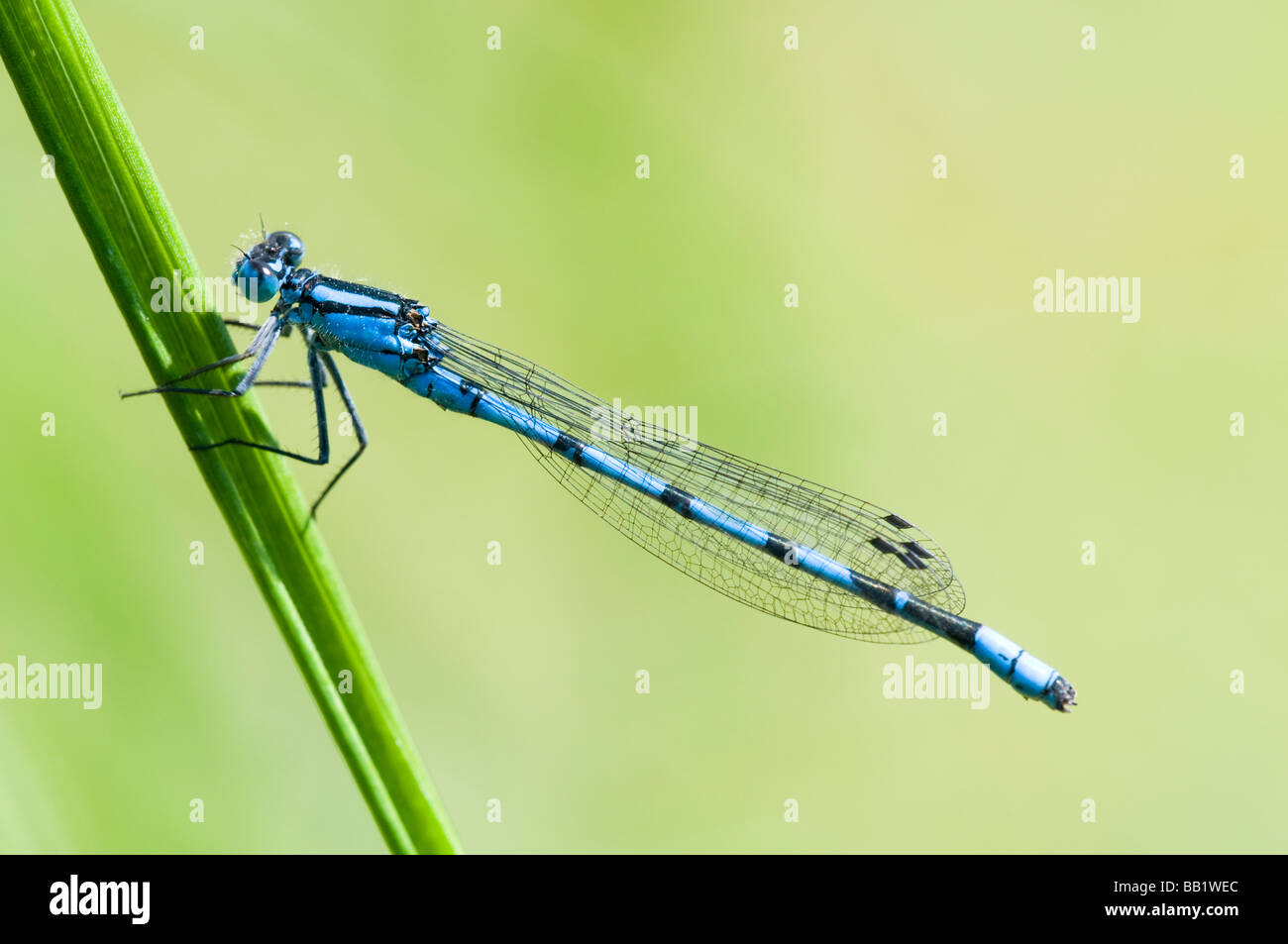 Common Blue Damselfly Stock Photo - Alamy