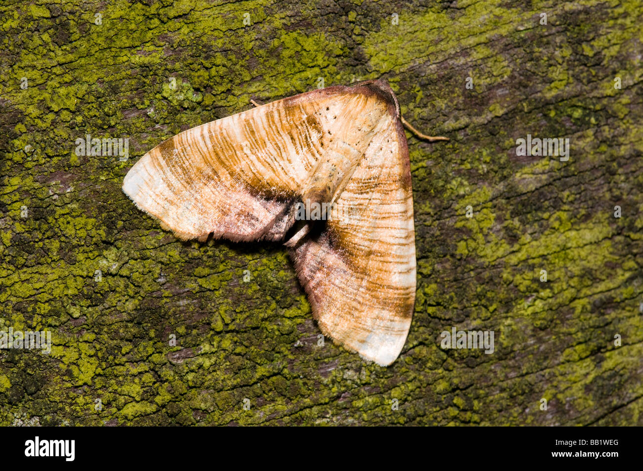 Scorched wing plagodis dolabraria hi-res stock photography and images ...